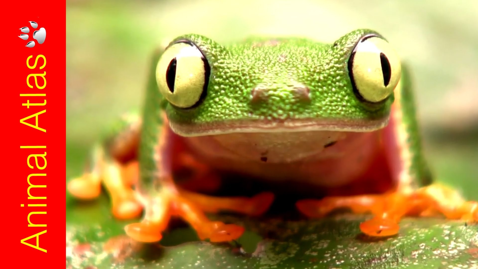 Animal Atlas (TV Series 2004 - 2013)