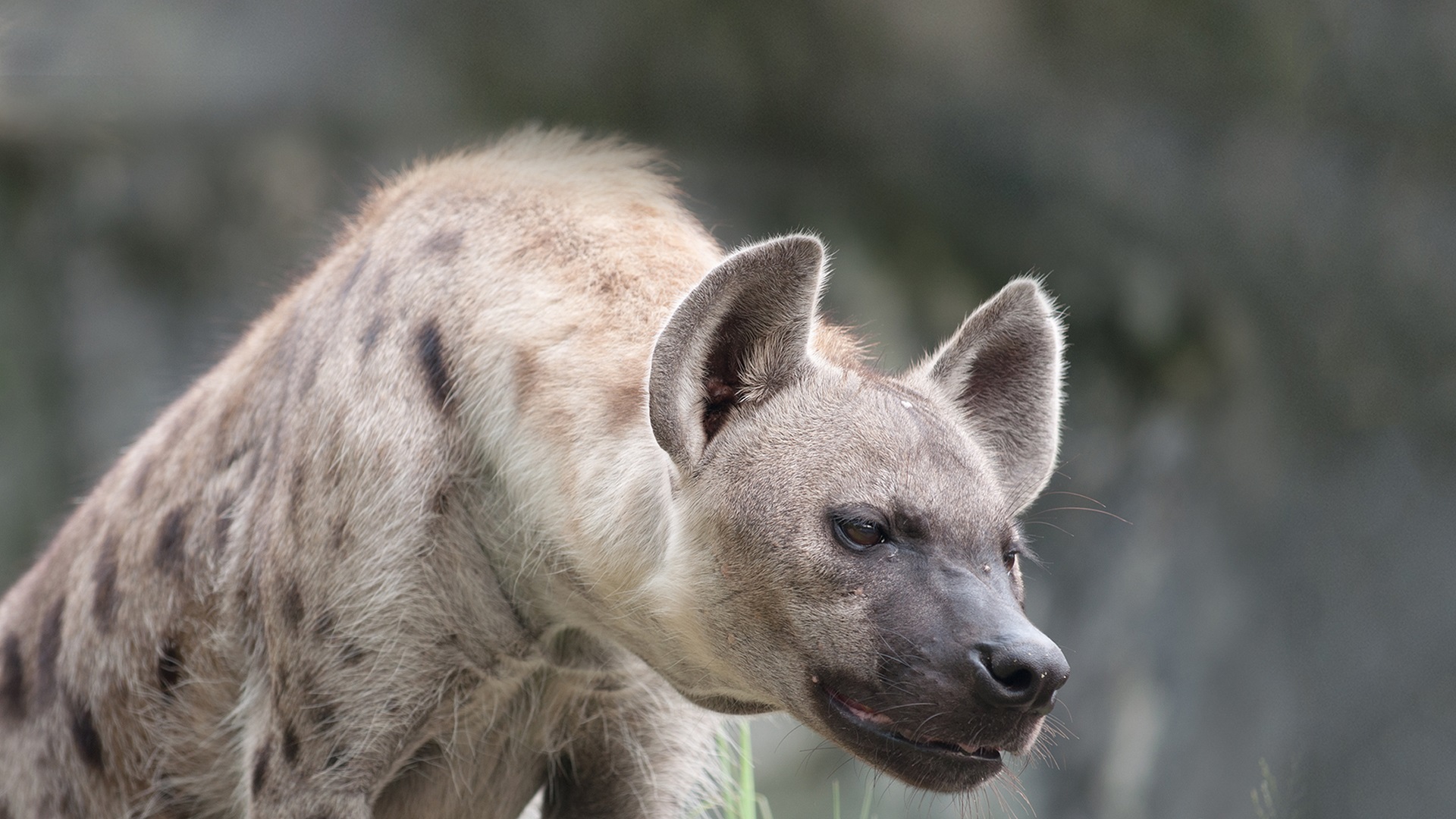 Predator Land (TV Series 2019 - Now)