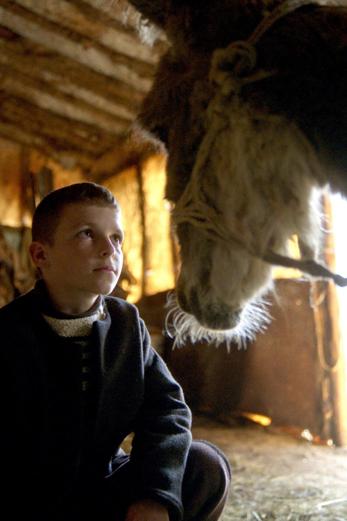 The Beauty of the Donkey countdown - how many days until theater release